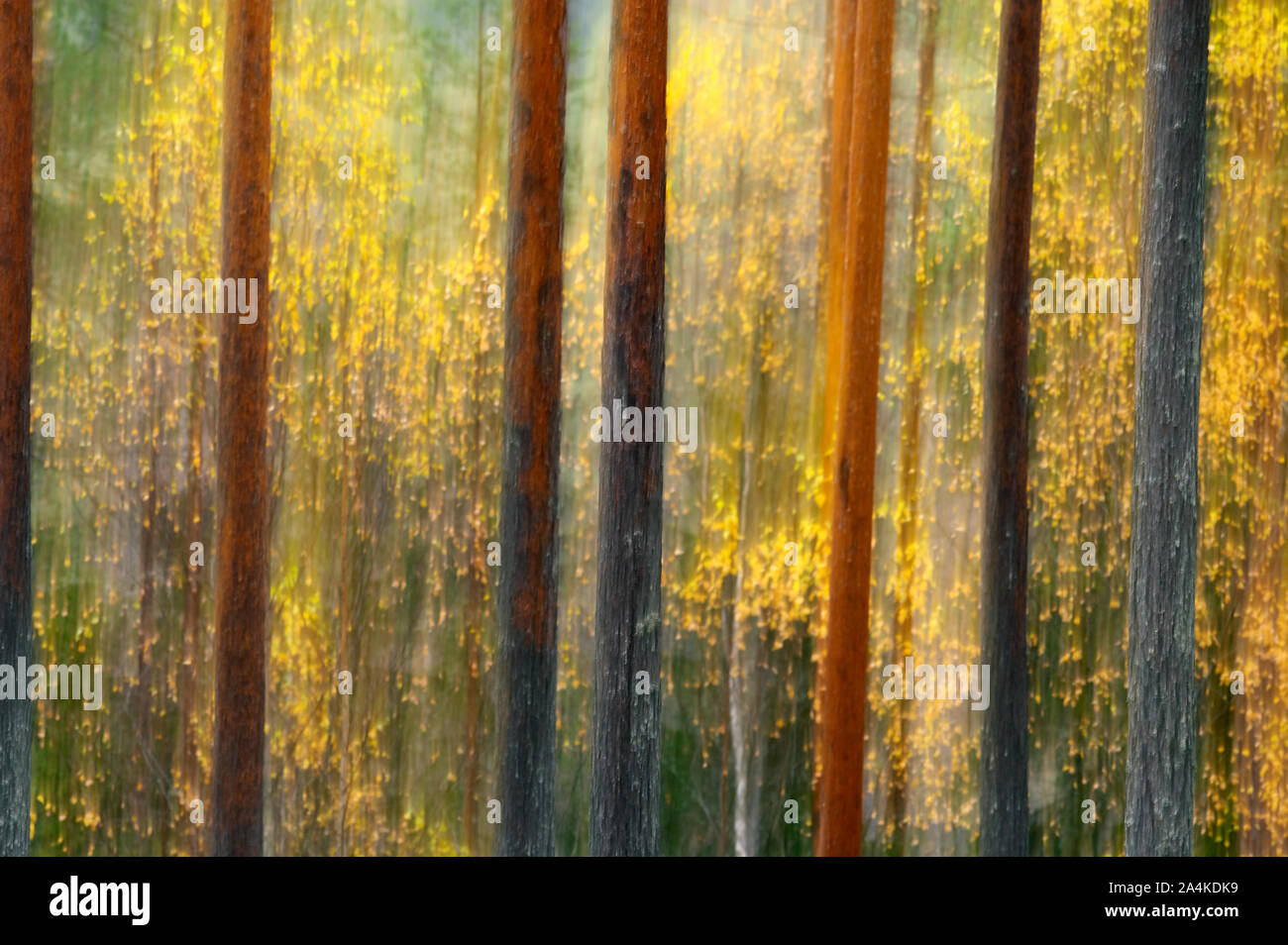 Forest, Finnskogen in Norway Stock Photo - Alamy