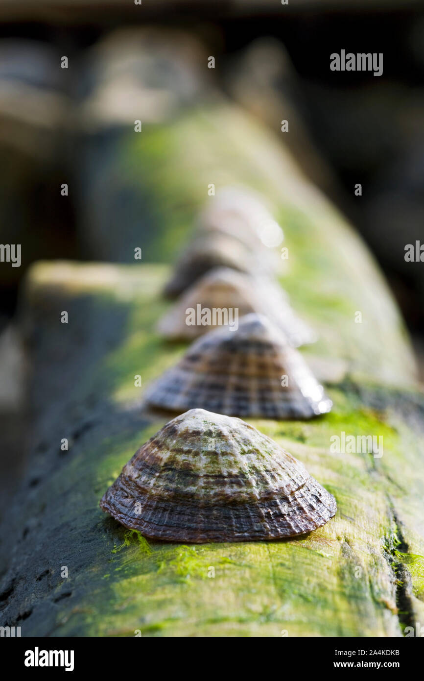 Detailed shell shapes hi-res stock photography and images - Alamy