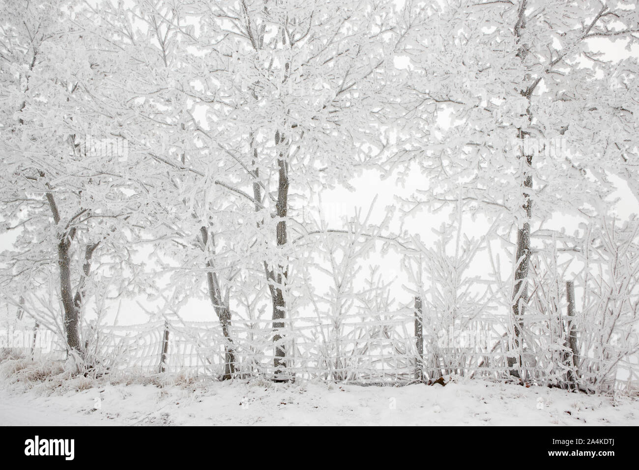 Fences and trees hi-res stock photography and images - Alamy