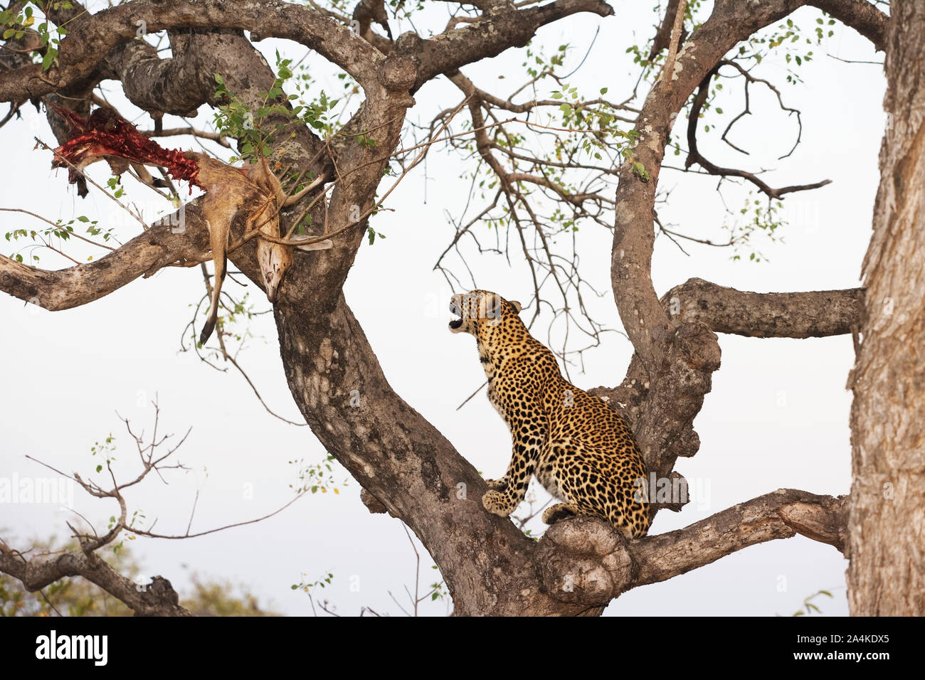 Leopard (Panthera Pardus) with prey kill in a tree. Sabi Sands Game ...