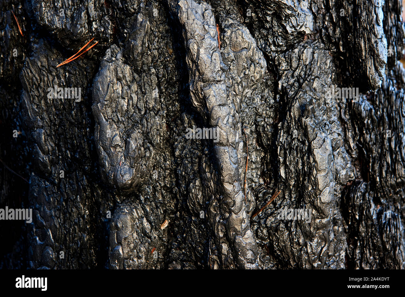 Scorched tree after fire hi-res stock photography and images - Alamy