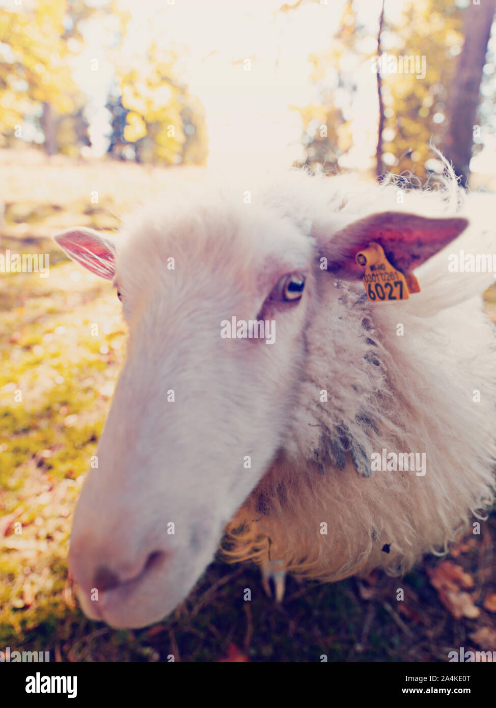 Sheep with a tag Stock Photo - Alamy