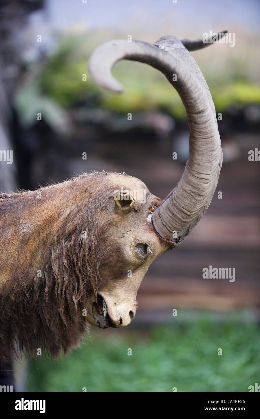 Dall sheep ram head Stock Photo - Alamy