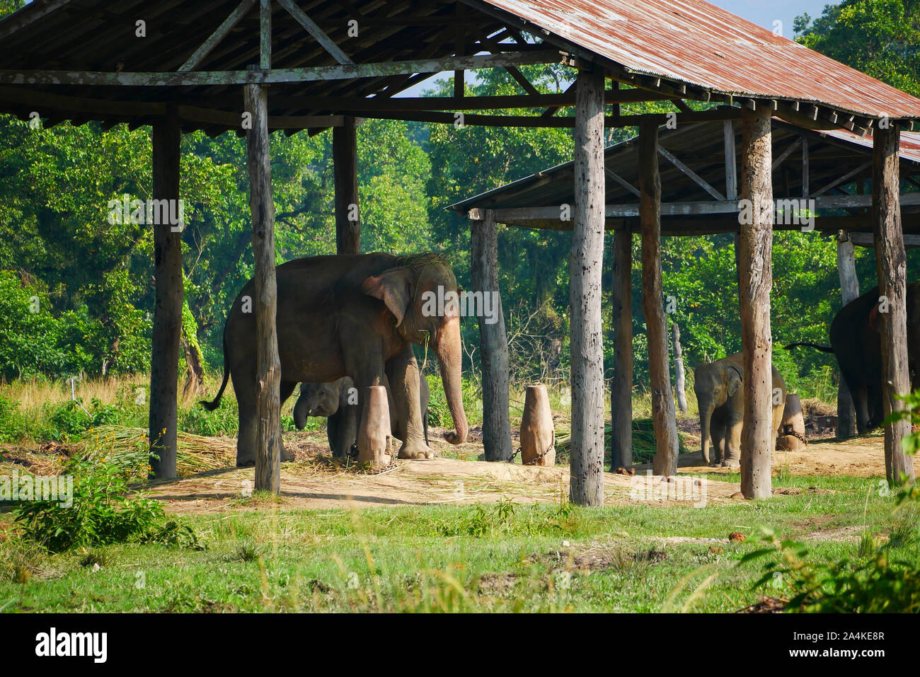 Elephant Breeding center Chitwan National park Nepal South Asia Stock ...