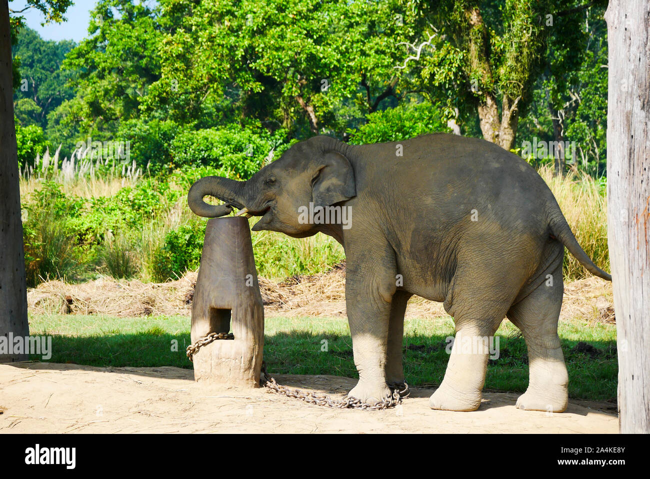 Baby Elephant Chitwan National park Nepal South Asia Stock Photo - Alamy