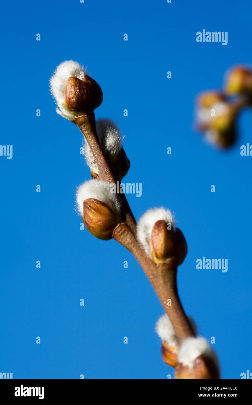 Catkins seeds hi-res stock photography and images - Alamy