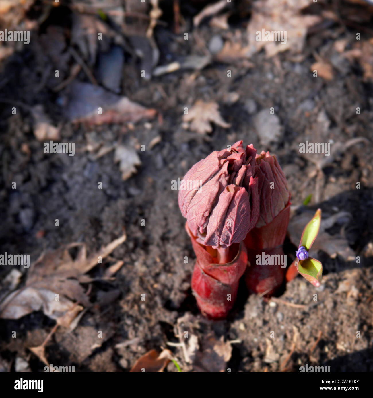 Growing -sprout - germinate Stock Photo - Alamy