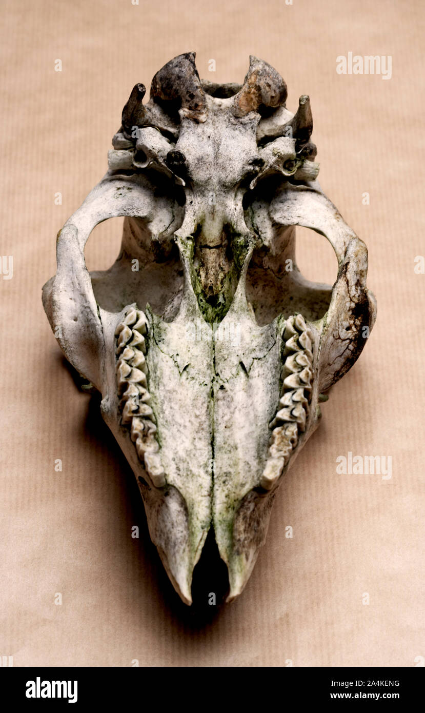 A sheep's skull Stock Photo - Alamy