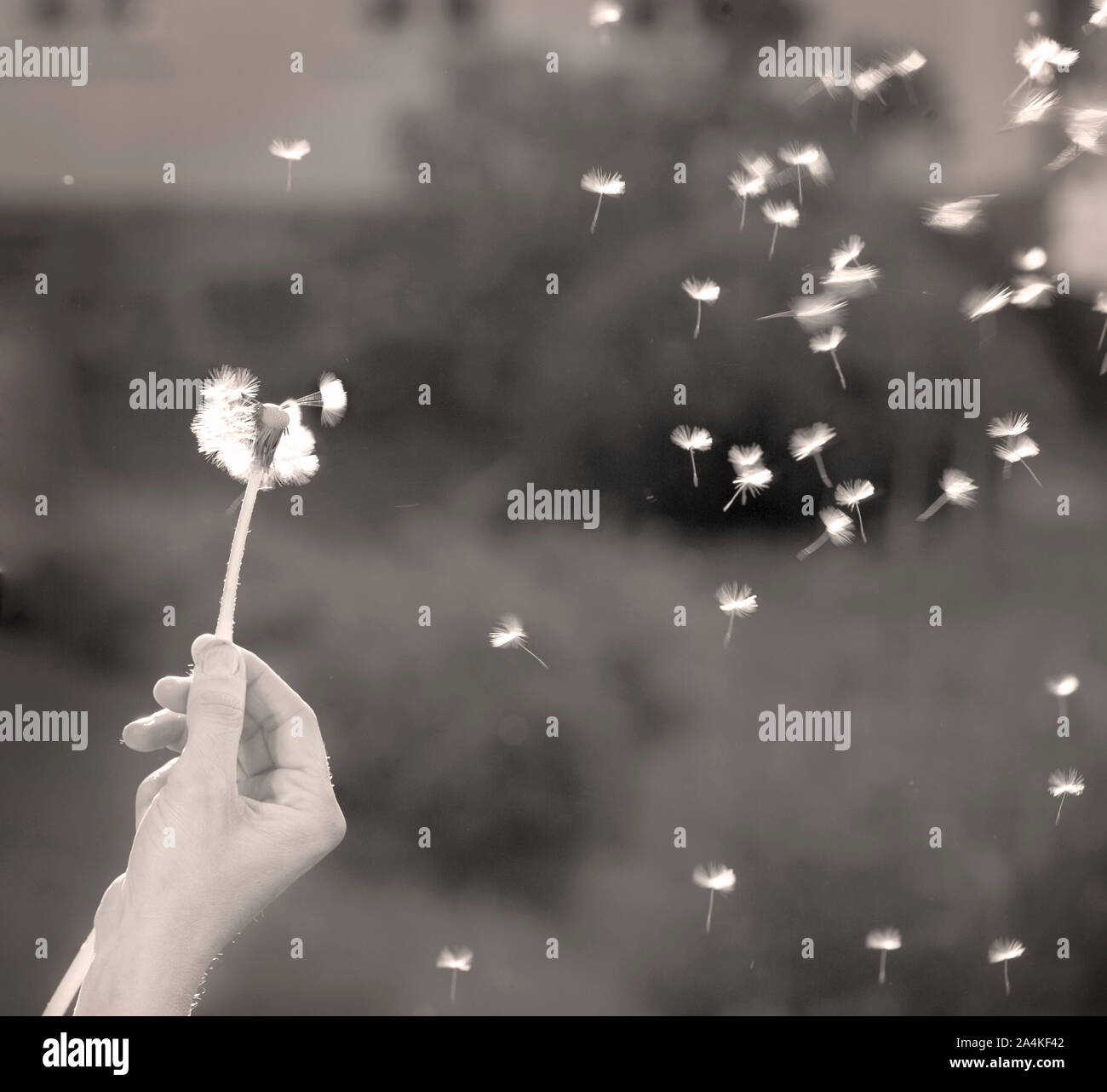 Dandelion seeds blowing in the wind Stock Photo - Alamy