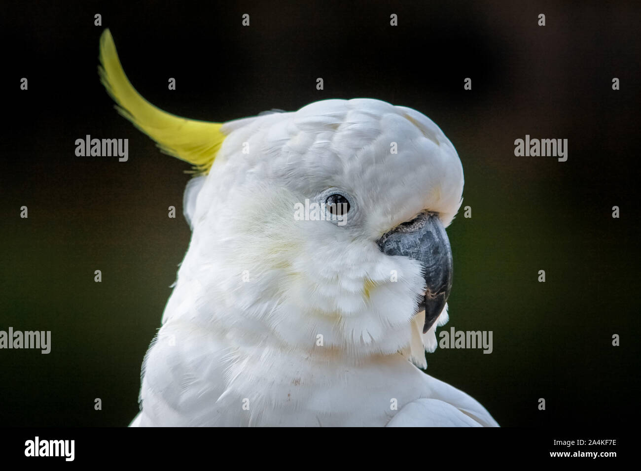 Australian cockatoo parrot in portrait Stock Photo - Alamy