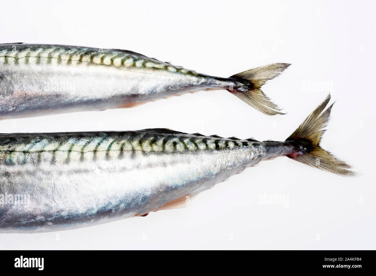 Tail details hi-res stock photography and images - Alamy