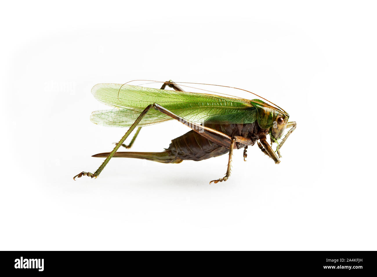 Grasshoppers form hi-res stock photography and images - Alamy