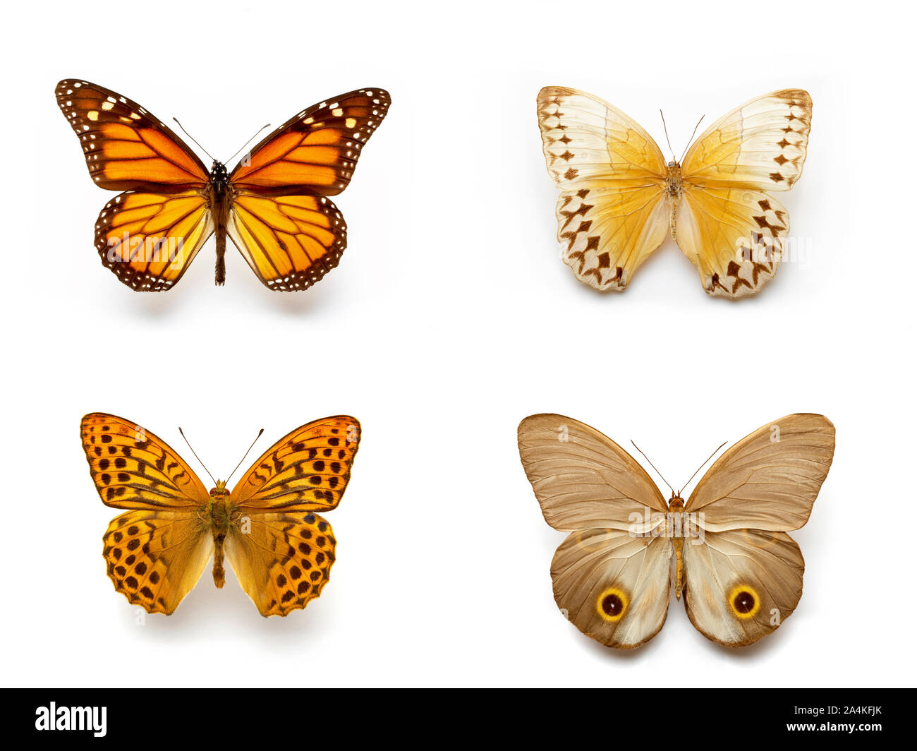 4 insects Cut Out Stock Images & Pictures - Alamy