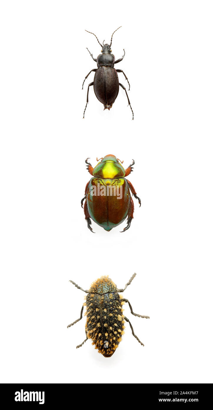 White beetles hi-res stock photography and images - Alamy