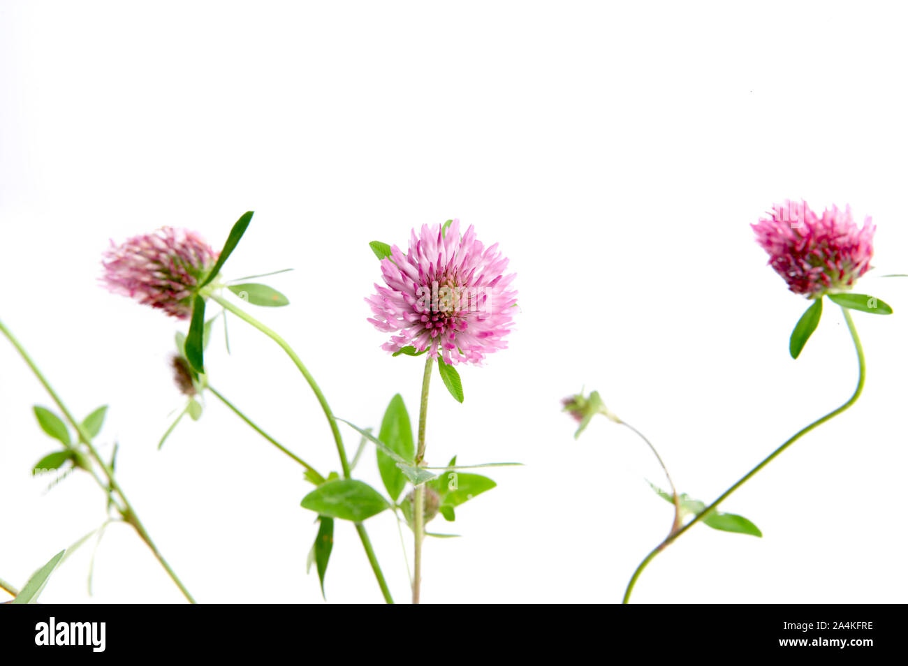 Pink clovers hi-res stock photography and images - Alamy