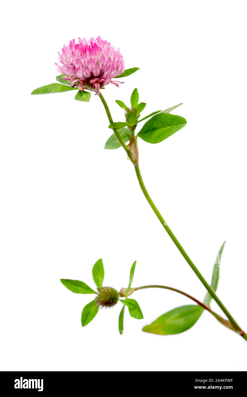 1 red Cut Out Stock Images & Pictures - Alamy