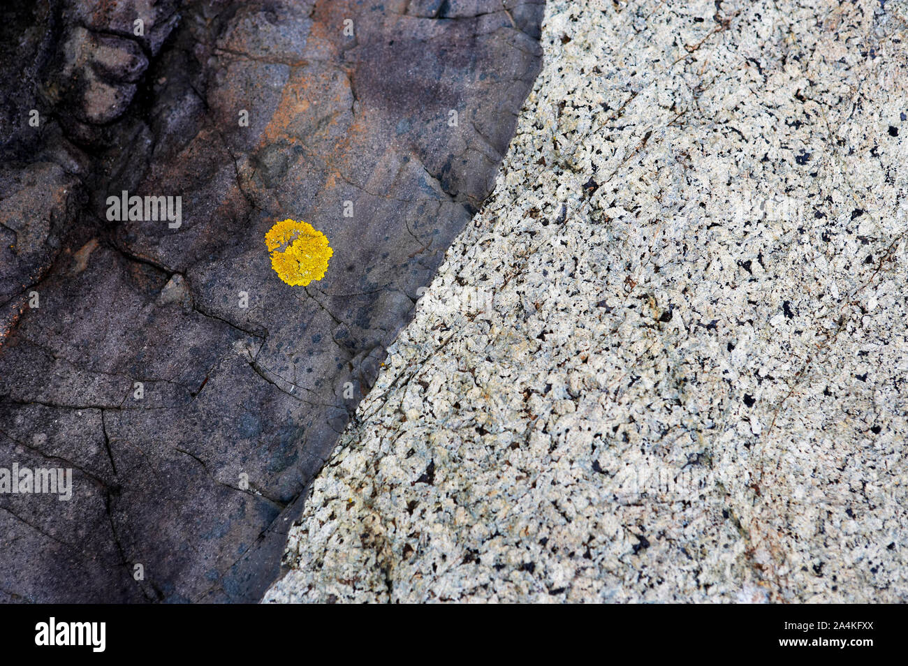 Moss spot hi-res stock photography and images - Alamy