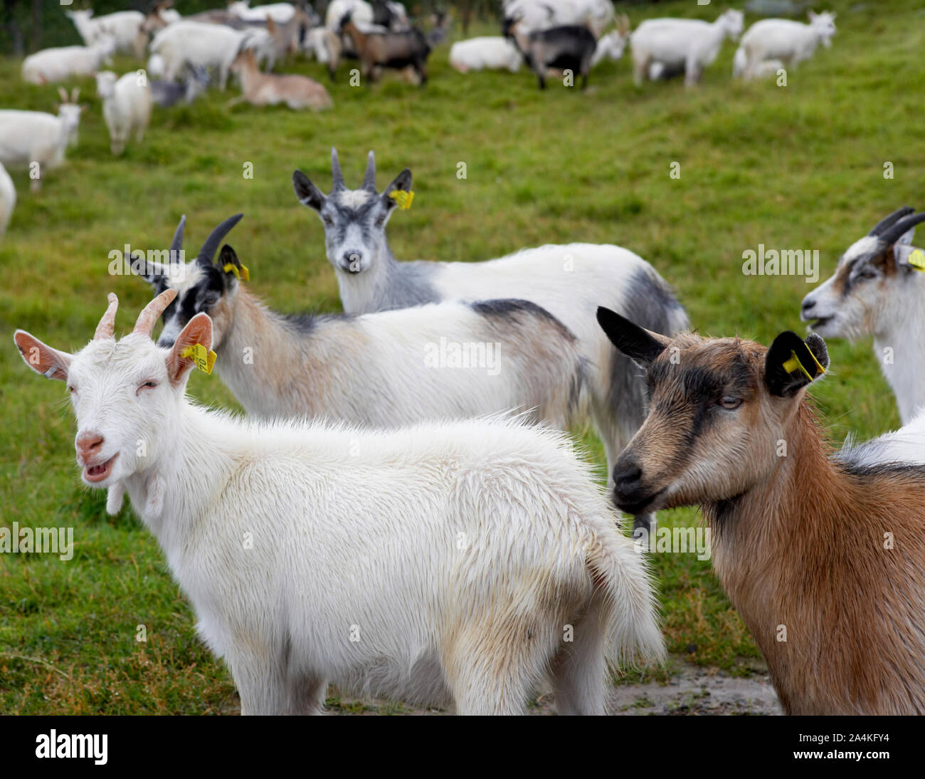 Goats in Norway Stock Photo - Alamy