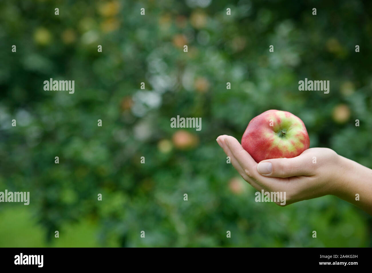 Holding an apple - temptation Stock Photo - Alamy