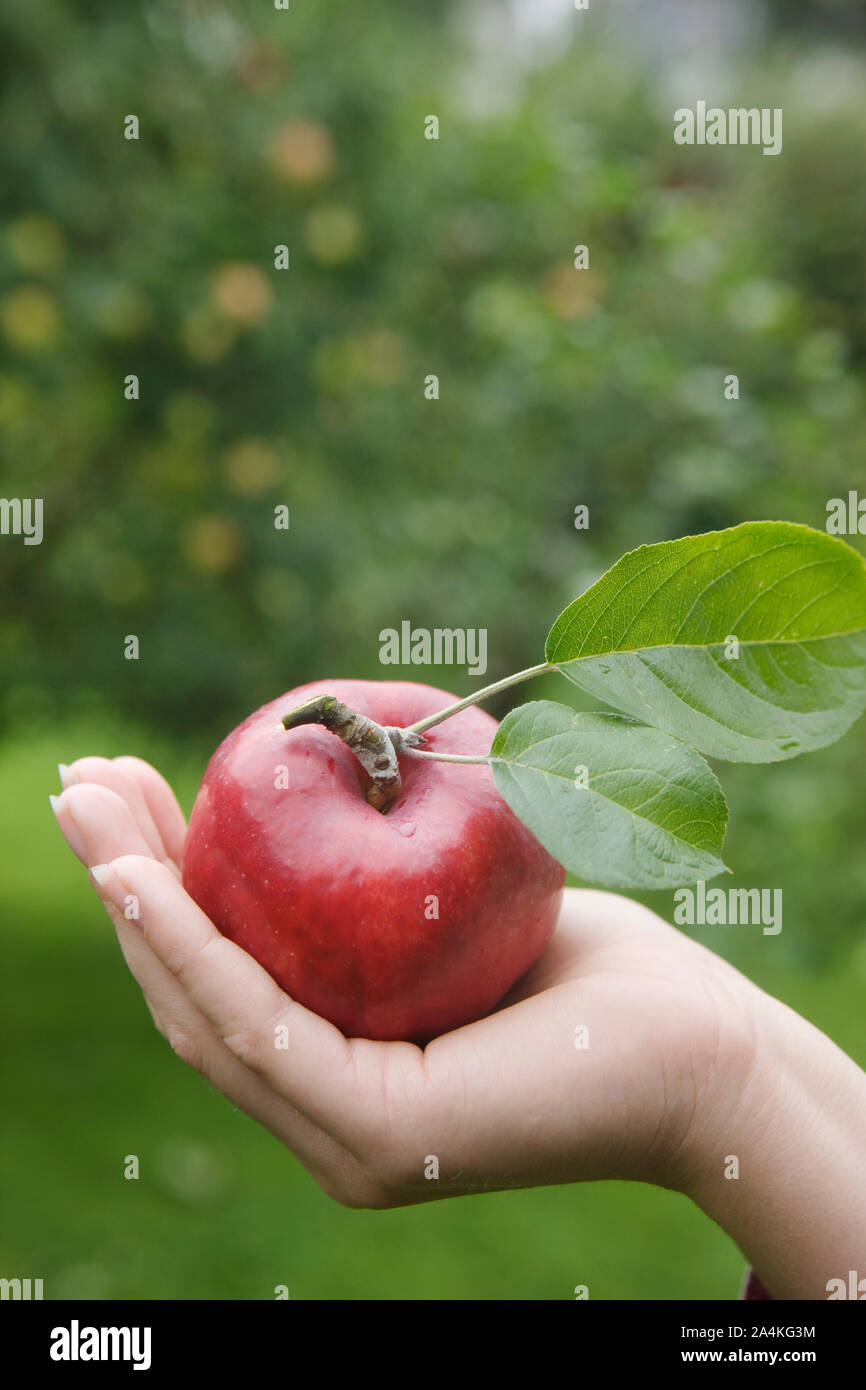 Holding an apple - temptation Stock Photo - Alamy