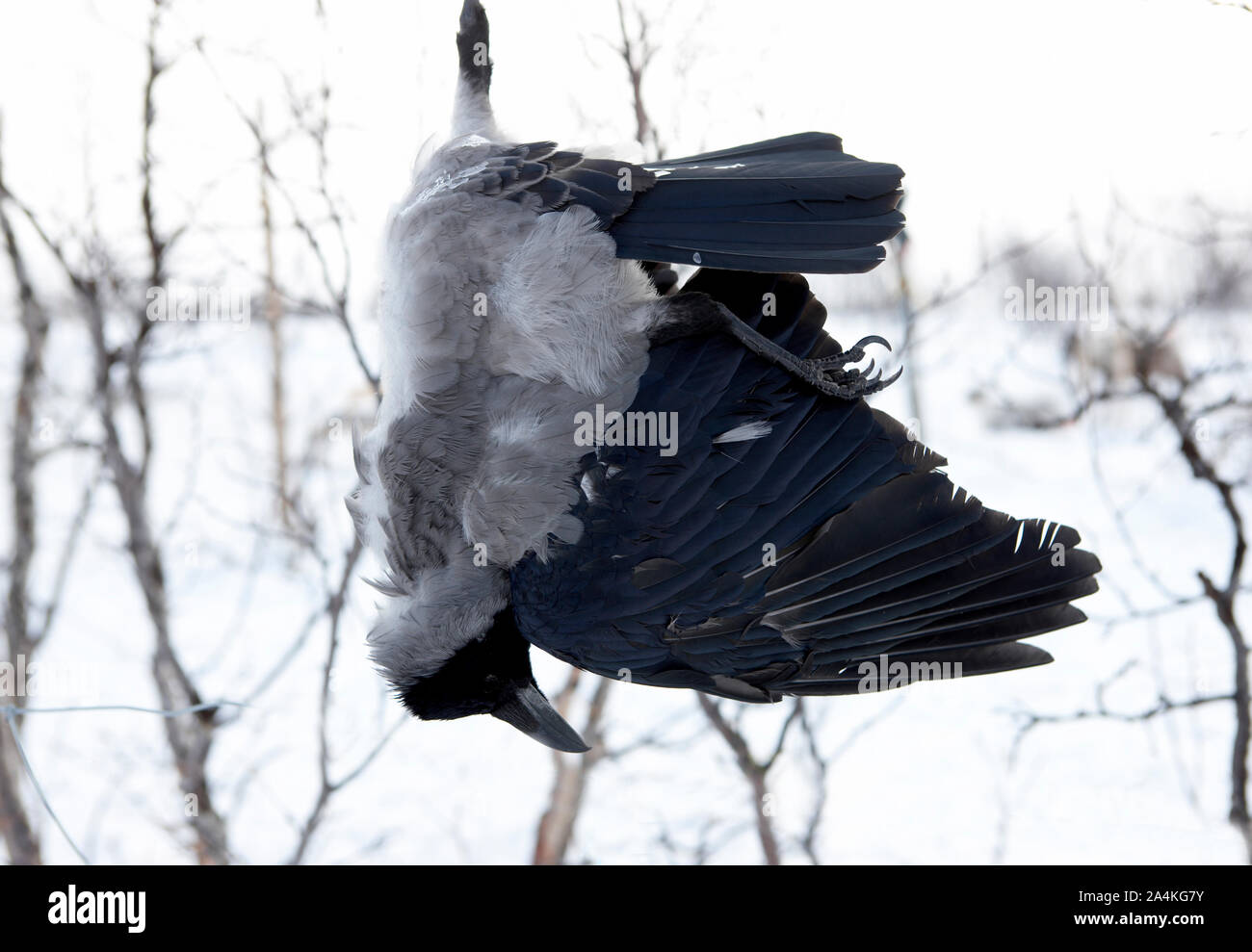 Dead crow hi-res stock photography and images - Alamy