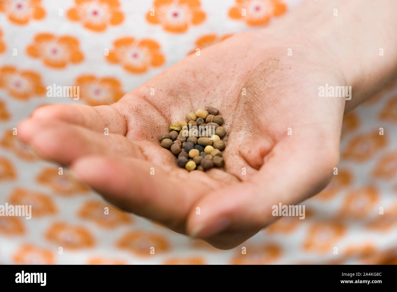 Seeds - growth Stock Photo - Alamy