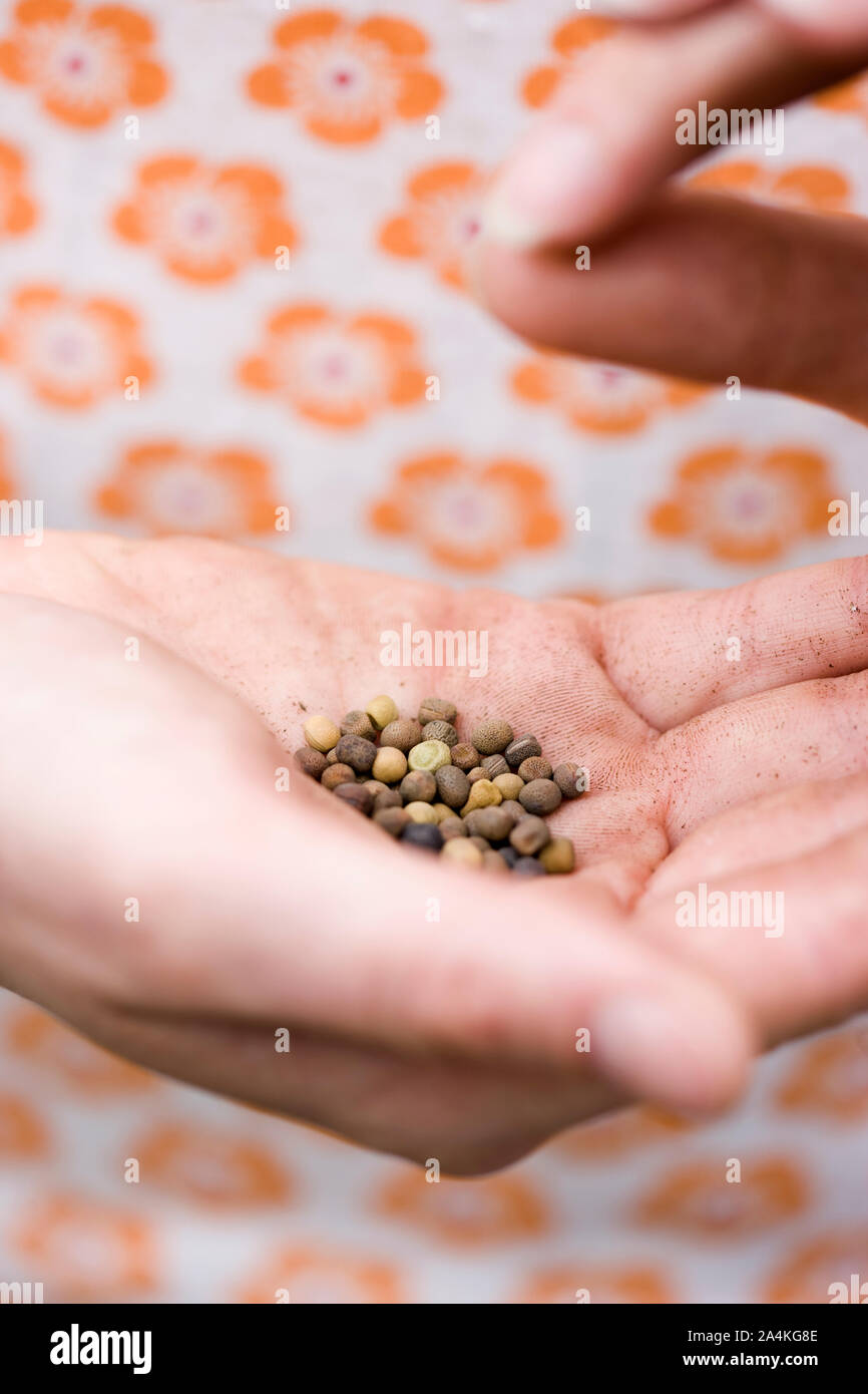 Seeds - growth Stock Photo - Alamy