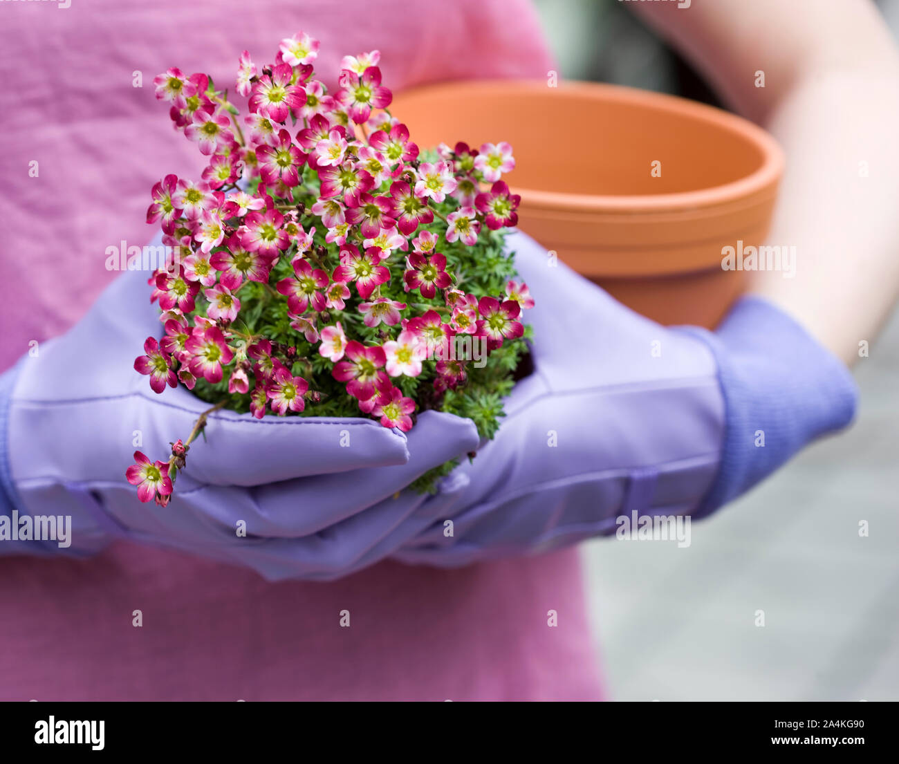 Planting a flower Stock Photo - Alamy