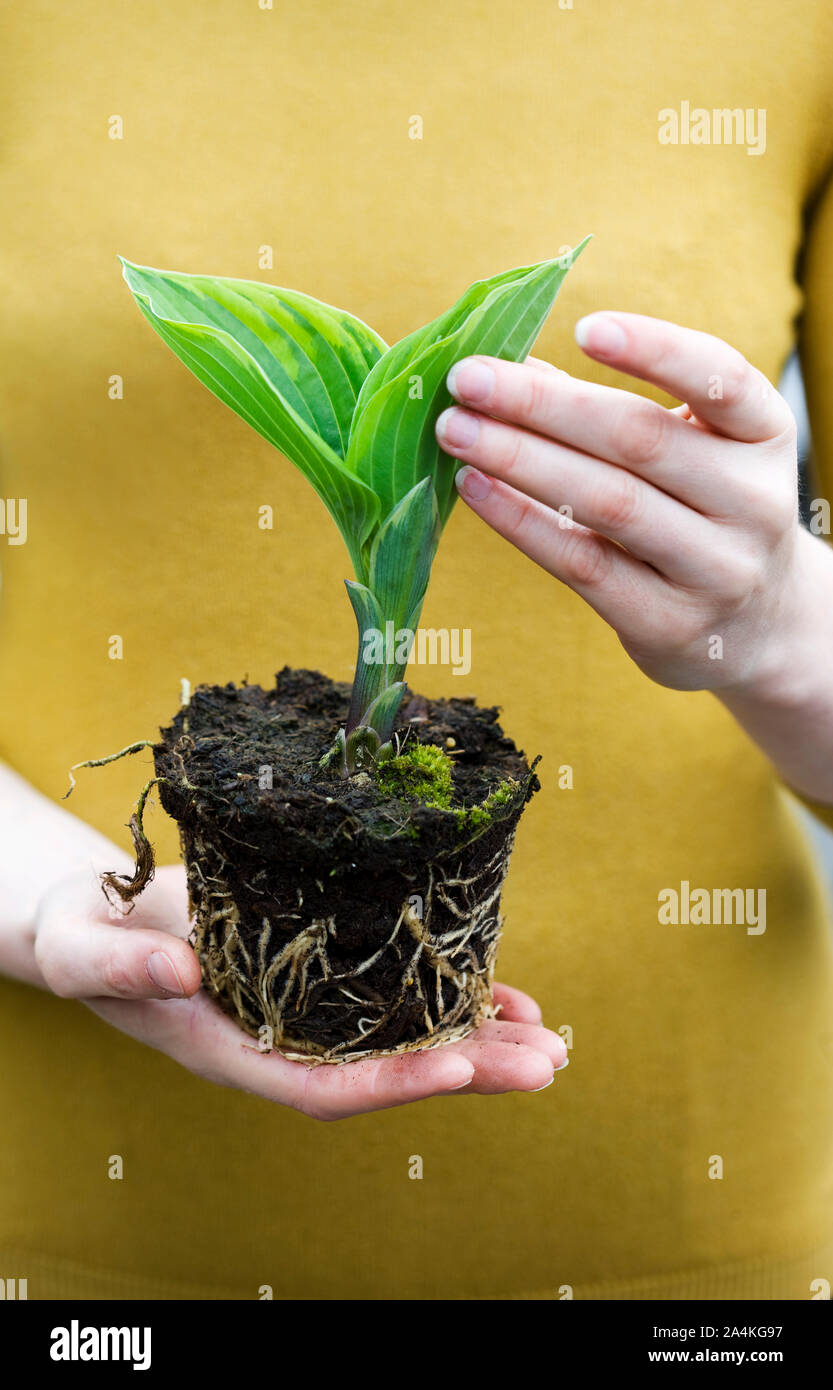 Woman holding a plant - growth - roots Stock Photo - Alamy