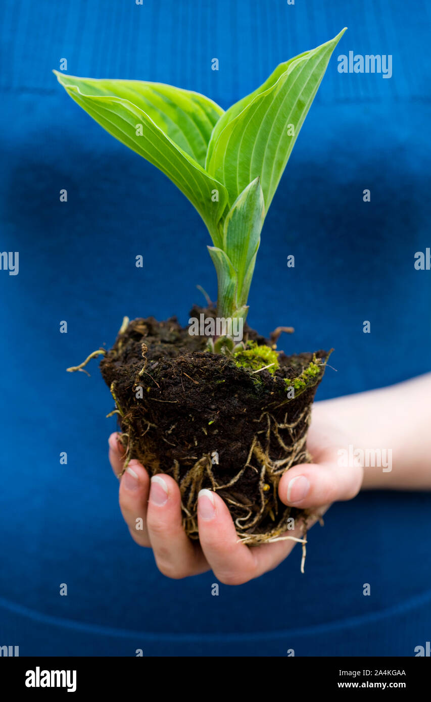 Woman holding a plant - growth - roots Stock Photo - Alamy