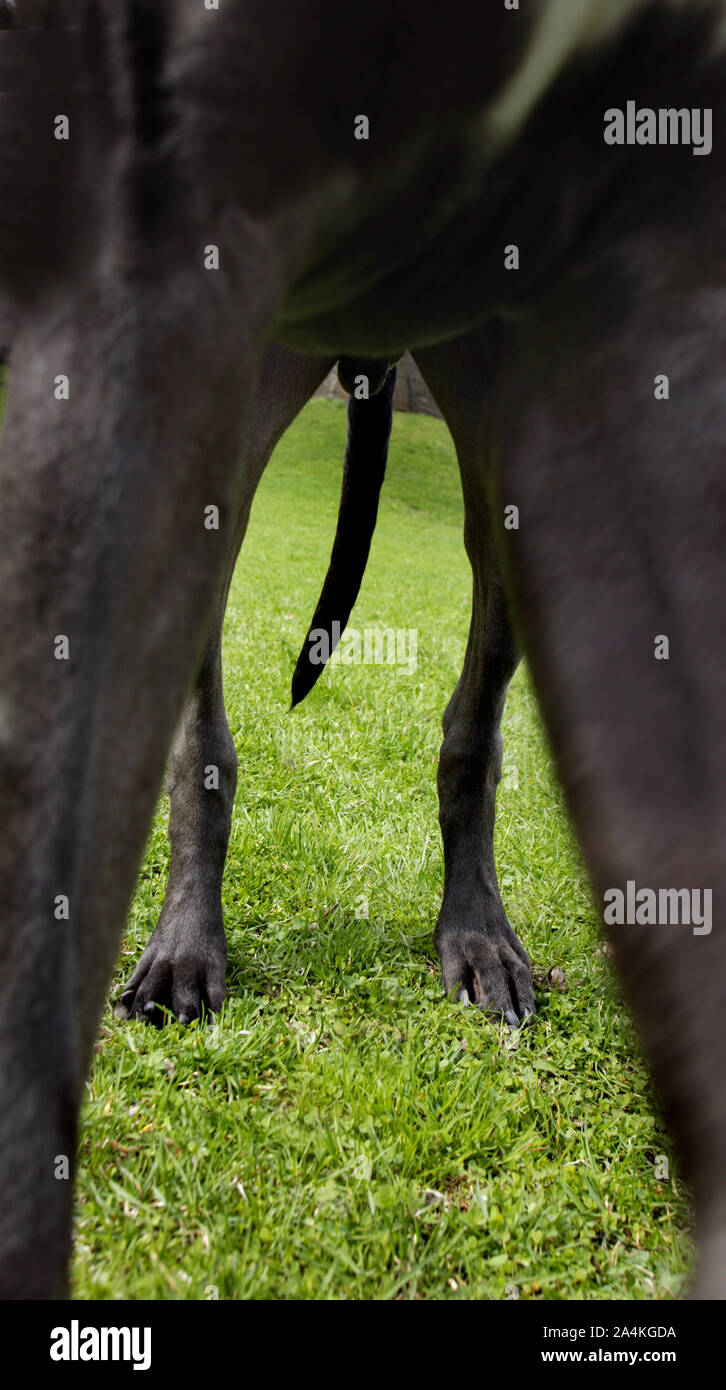 Grand Danois High Resolution Stock Photography and Images - Alamy