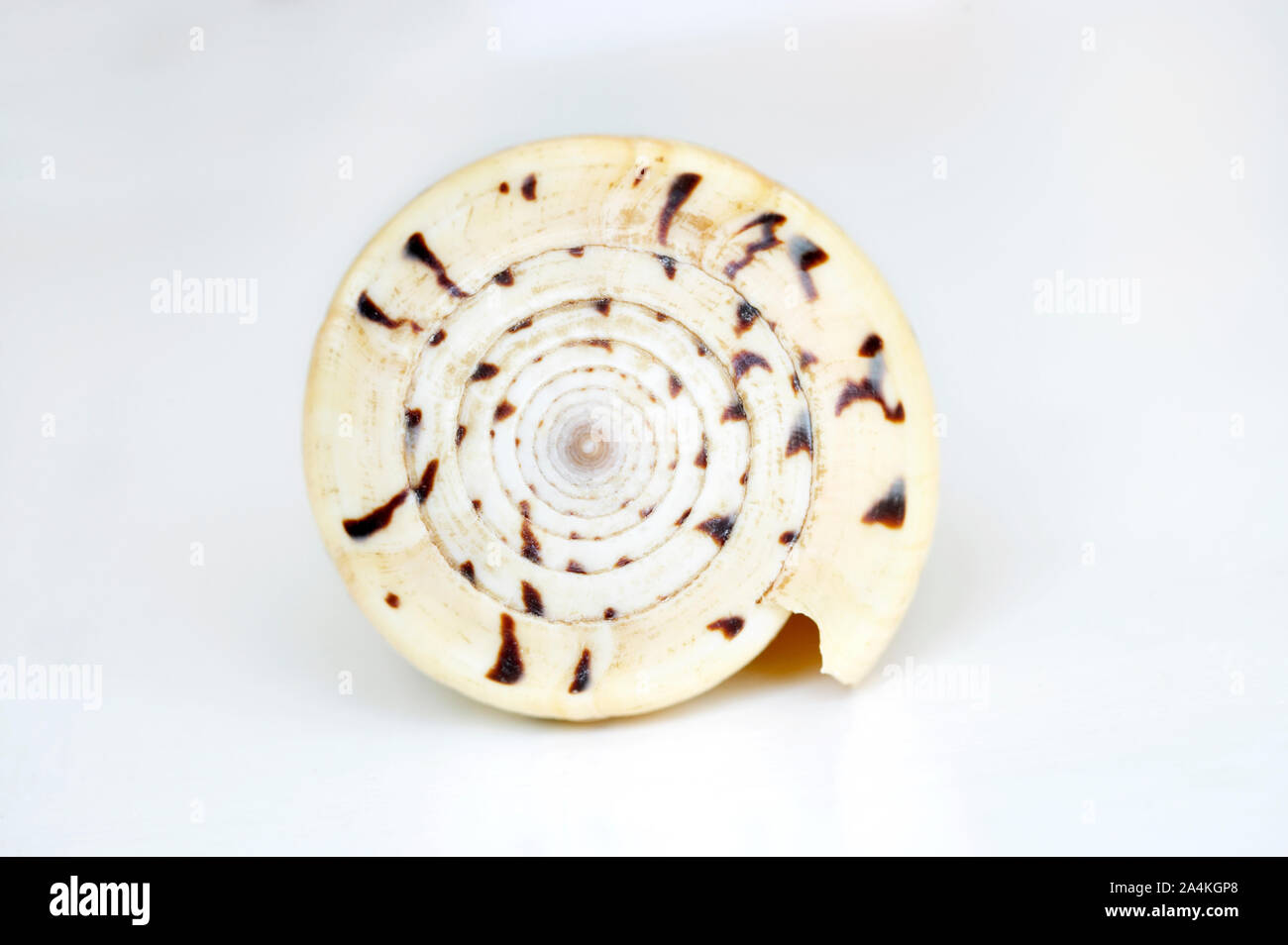 Shell shapes hi-res stock photography and images - Alamy