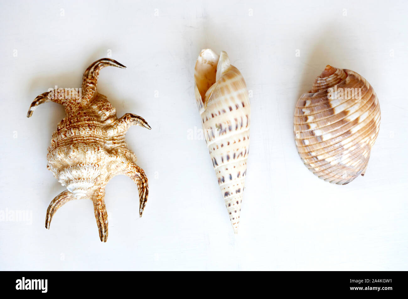 Three shells hi-res stock photography and images - Alamy