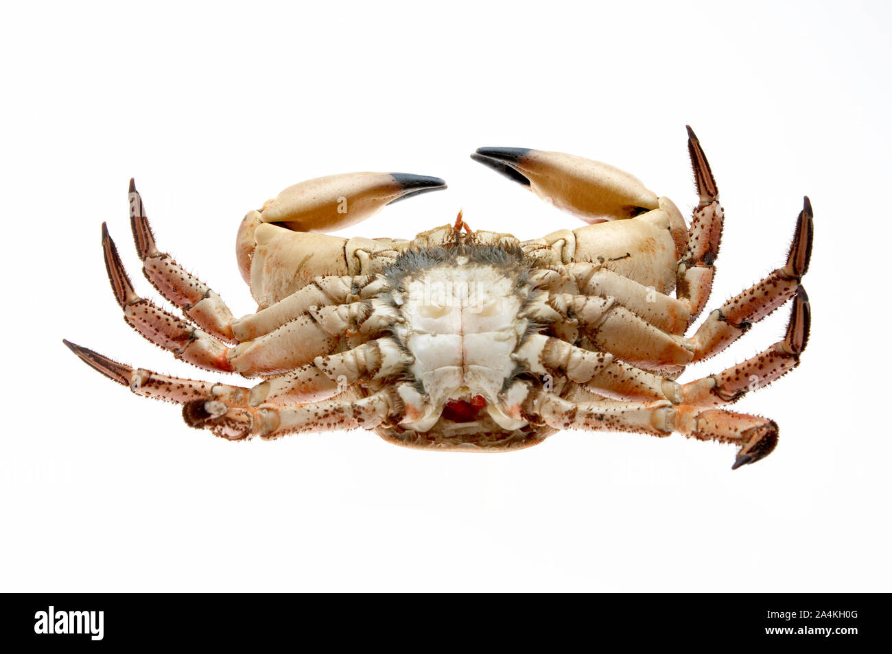 Claws animals Cut Out Stock Images & Pictures - Alamy