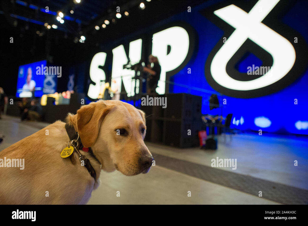 Guide dog uk 2019 hi-res stock photography and images - Alamy