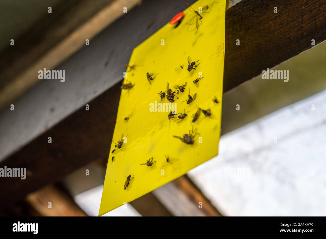 Thrips hi-res stock photography and images - Alamy