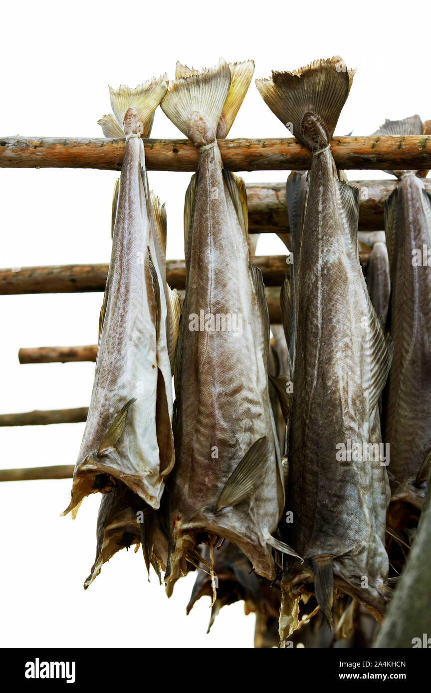 Drying rack with stockfish Stock Photo - Alamy