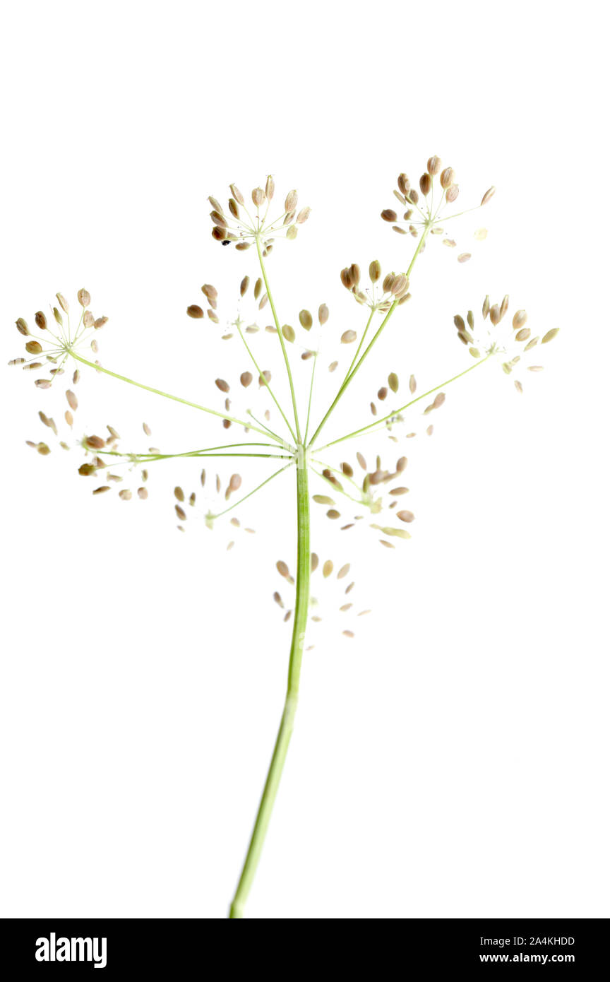 Fragile symbols Cut Out Stock Images & Pictures - Alamy