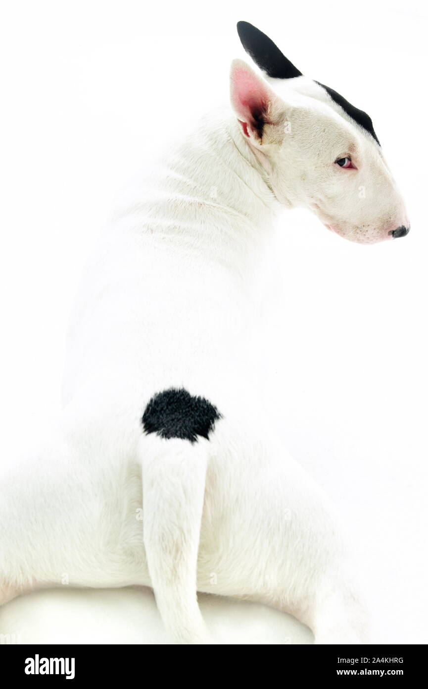 English bull terriers hi-res stock photography and images - Alamy