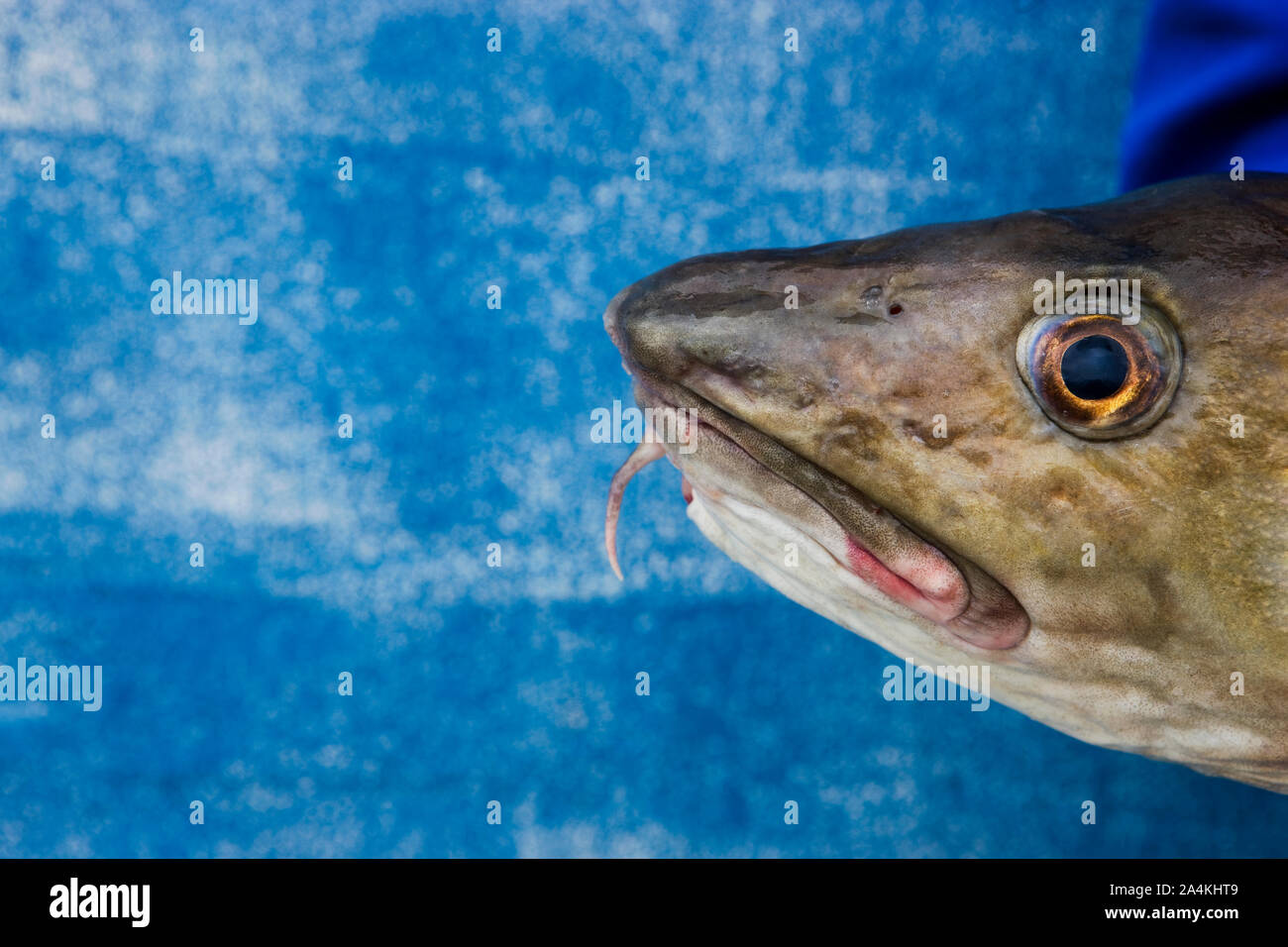 Cod on blue background Stock Photo - Alamy