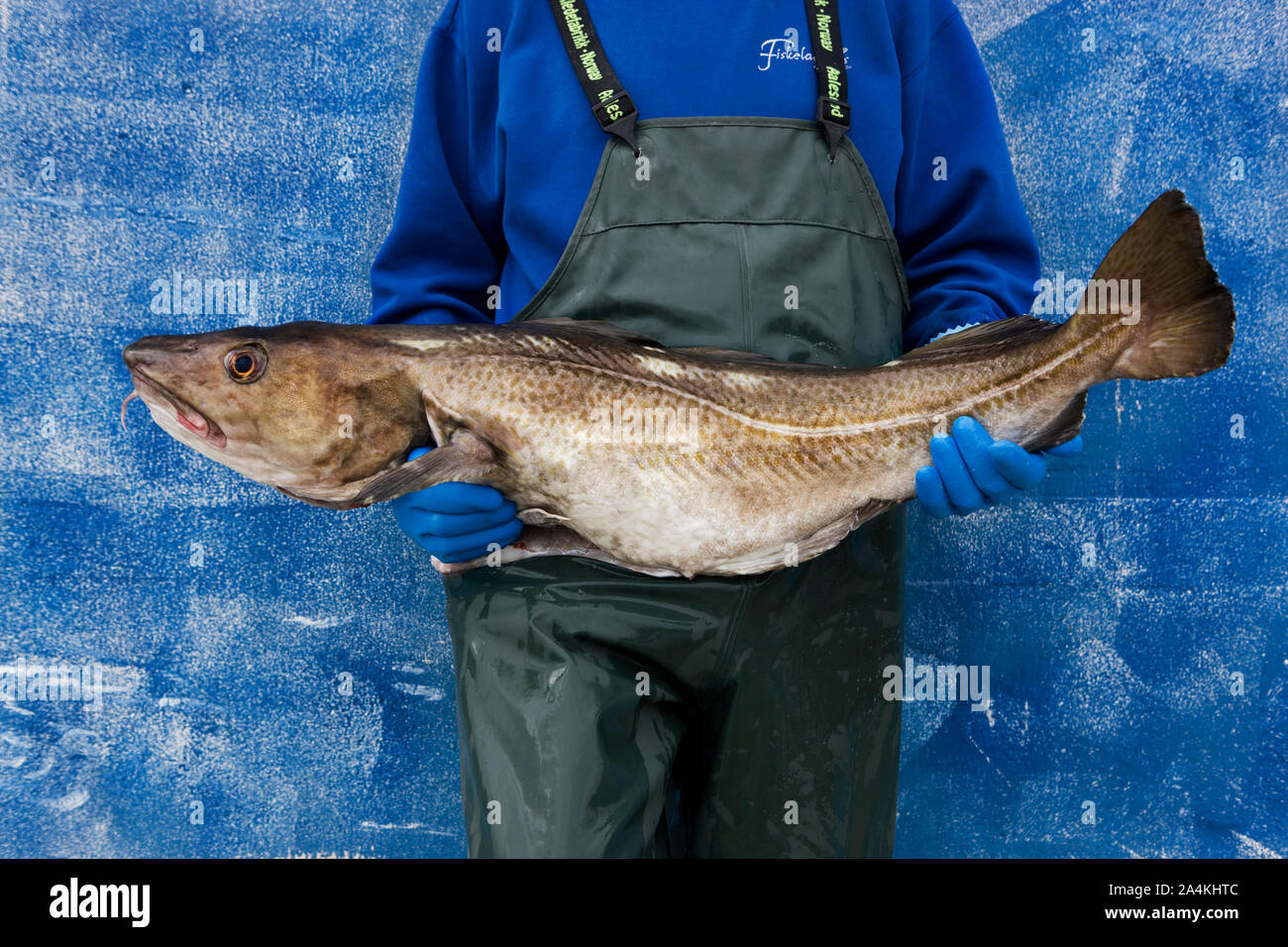 Man with a cod in his arms Stock Photo - Alamy