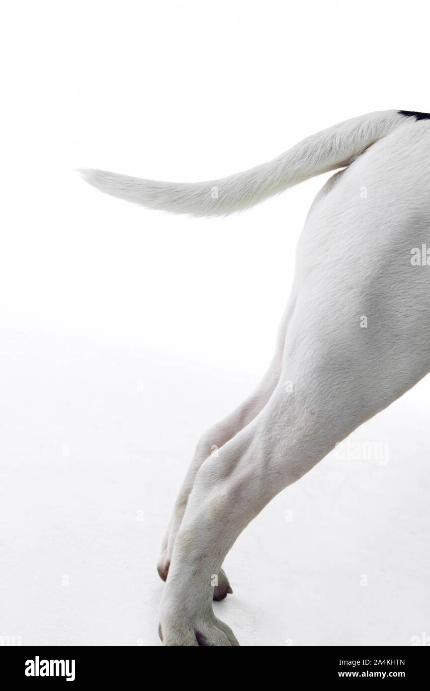 tail / the end / wagging Stock Photo - Alamy