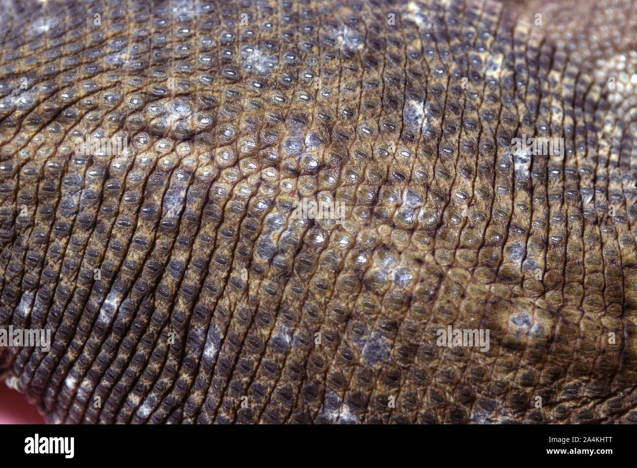 Lizard patterns hi-res stock photography and images - Alamy