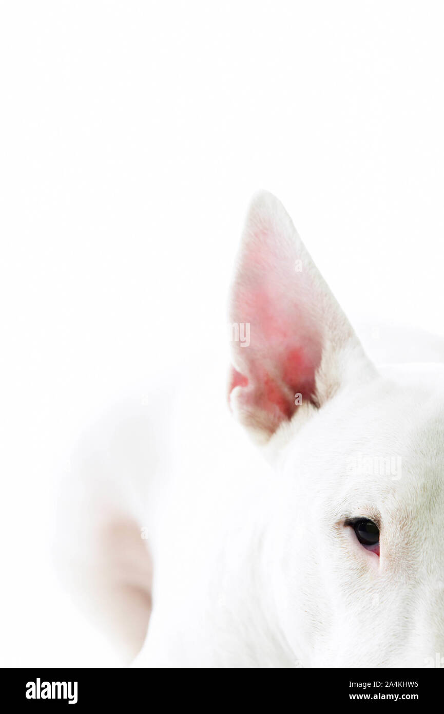 Suspicious dogs hi-res stock photography and images - Alamy
