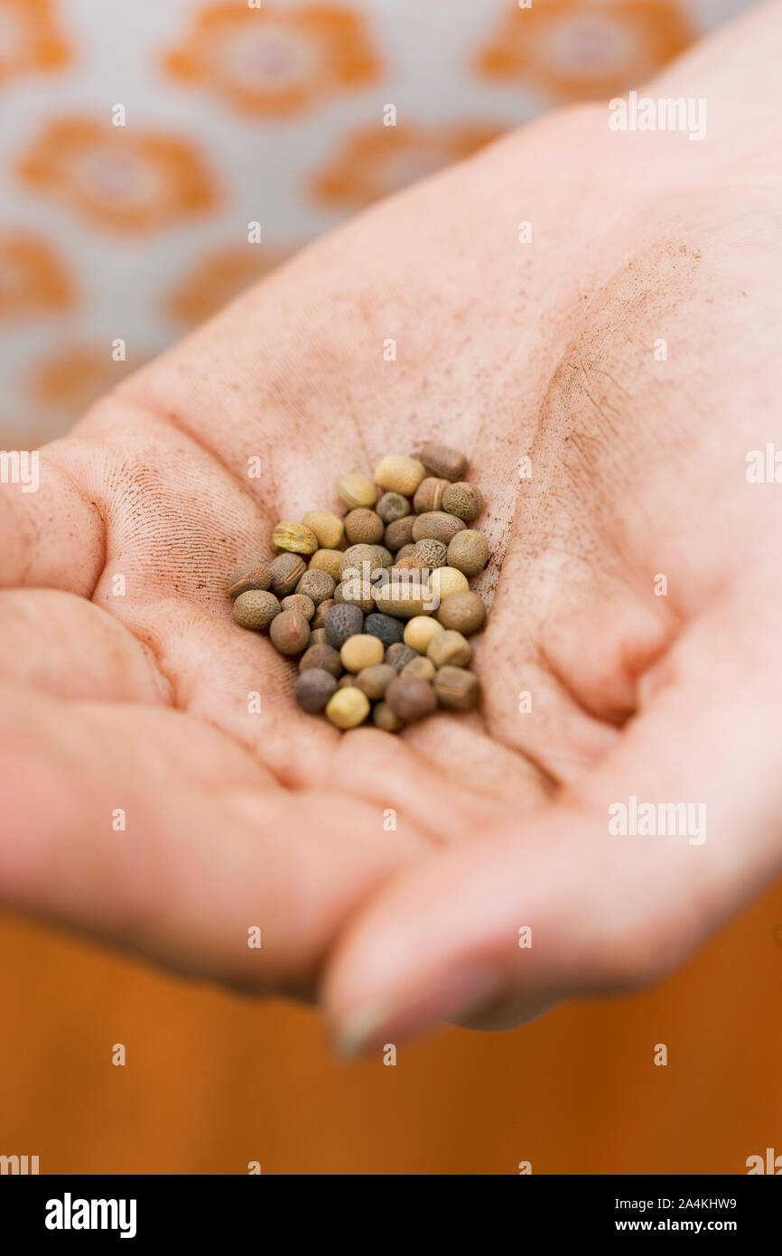 Seed forms hi-res stock photography and images - Alamy