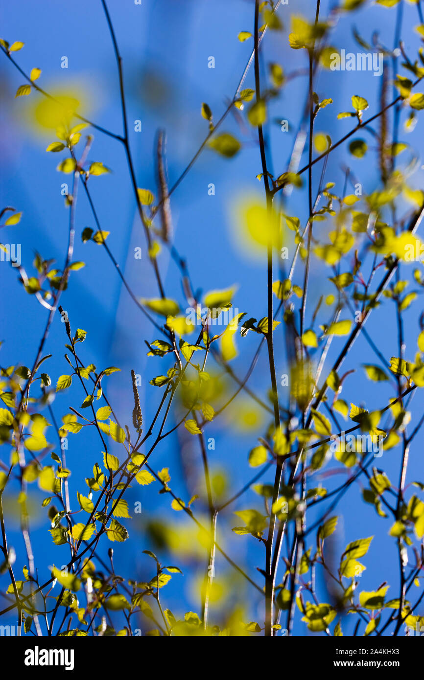 Detailed branch of leaves hi-res stock photography and images - Alamy