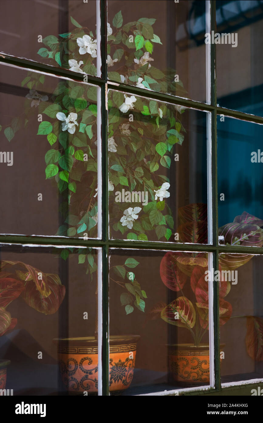 Pot plants behind window with glazing bars Stock Photo - Alamy