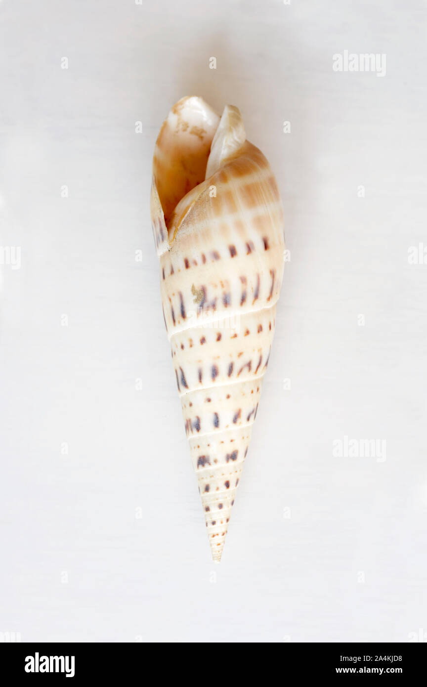Shell symbols hi-res stock photography and images - Alamy