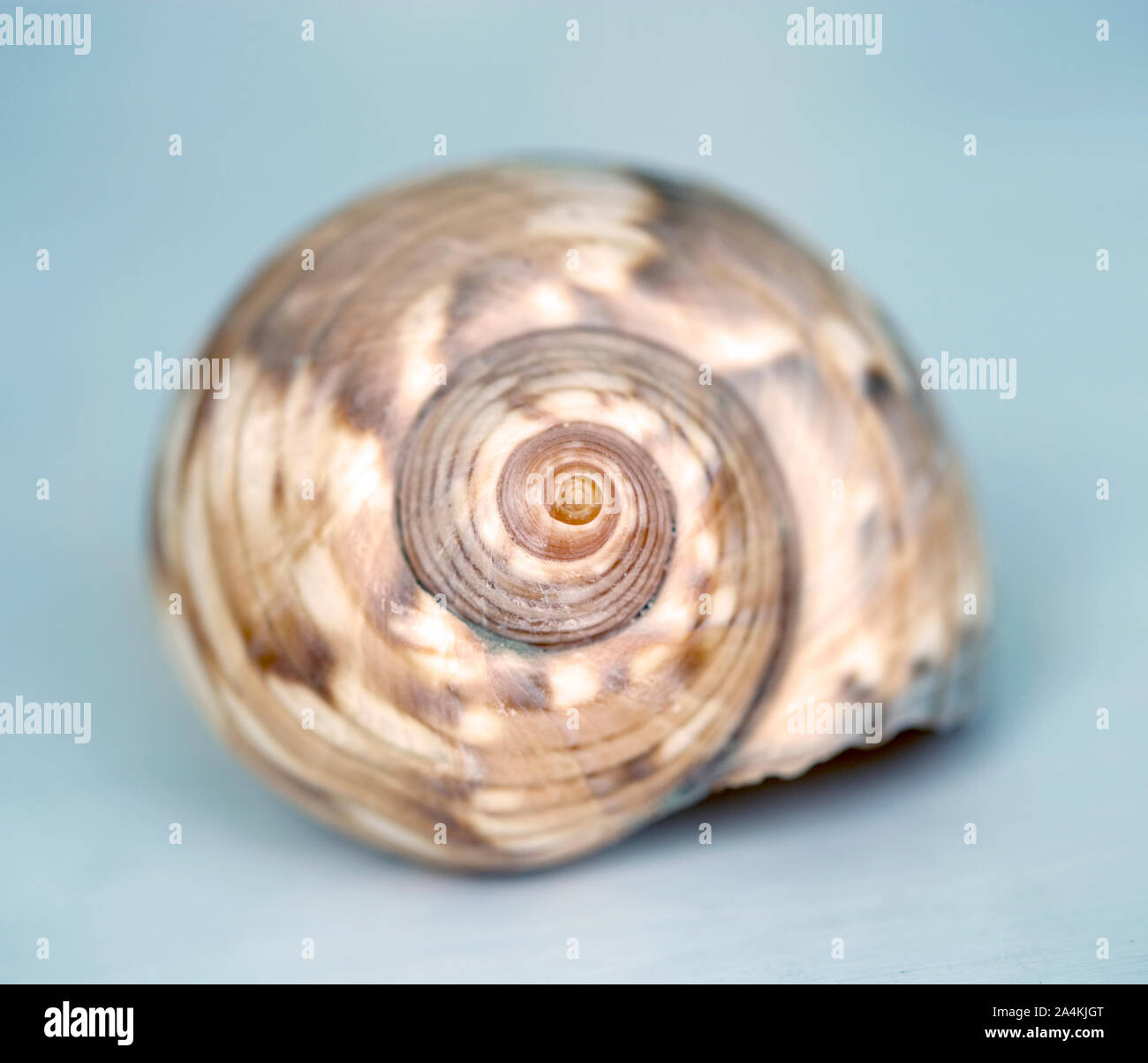 Shell shapes hi-res stock photography and images - Alamy