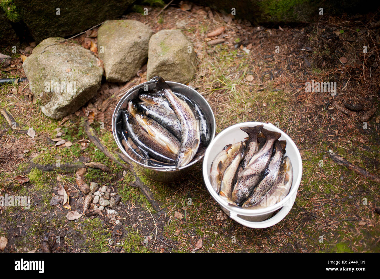 Bucket Of Fish, Elevated View Stock Photo - Alamy